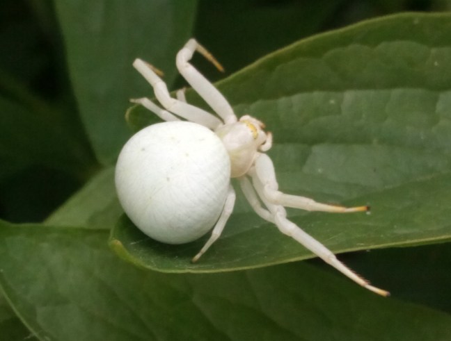 Dicing with white death (spider) – inkbiotic